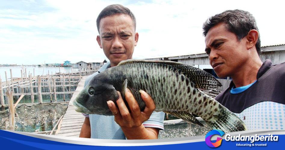 Ekspor Ikan Napoleon dan Kerapu dari Natuna Tak Untungkan Daerah, PAD ...